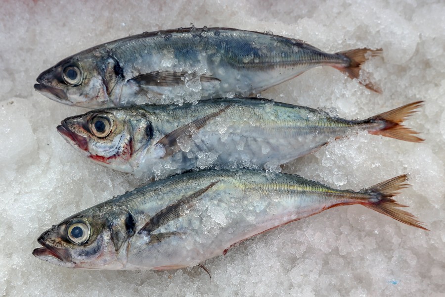 Jurel para tod@s l@s peruan@s – SNP