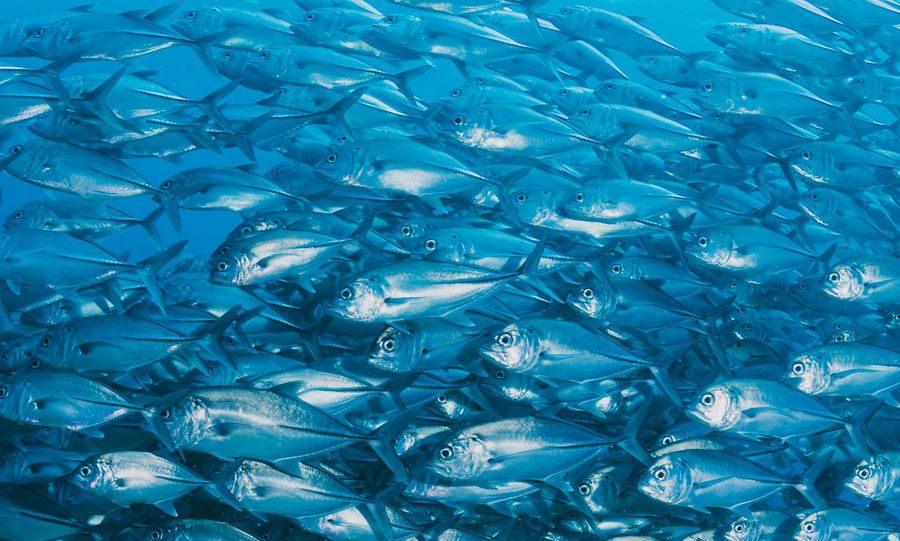 Se incrementa el recurso jurel en el mar peruano – SNP